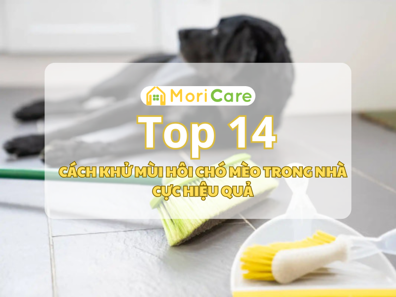 Top 14 cách khử mùi hôi chó mèo trong nhà cực hiệu quả